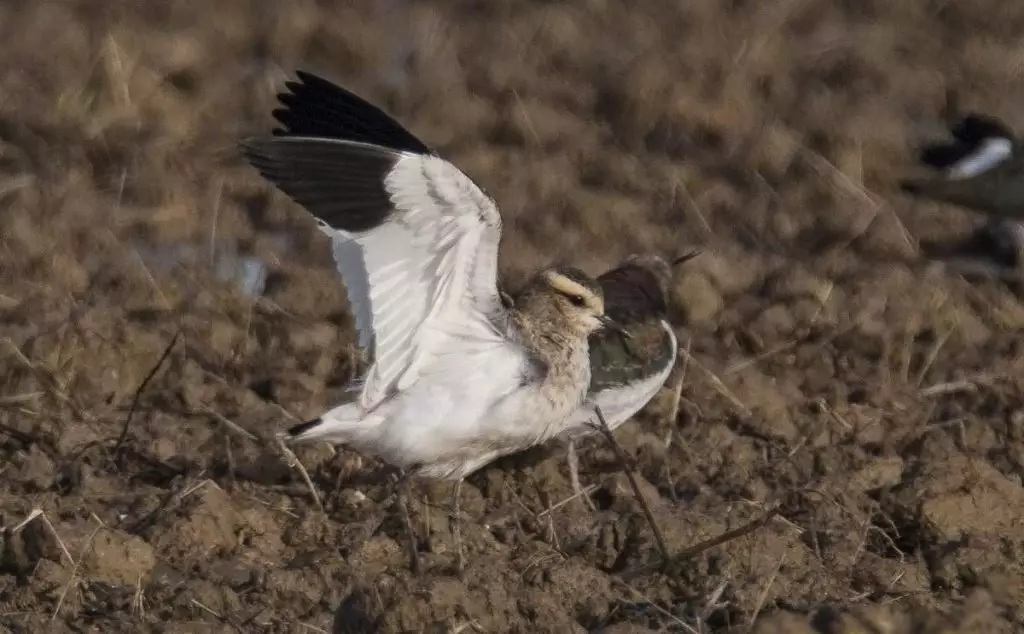 Lapwings পোকামাকড় এবং অন্যান্য প্রাণী যে তৃণভূমি এবং আবাদযোগ্য জমিতে পাওয়া যায় খাওয়া।