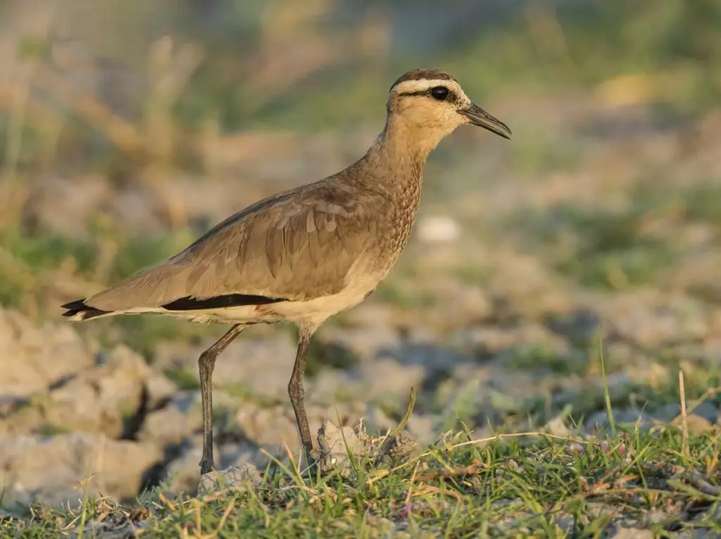 Lapwings, genellikle diğer kuşlarla birlikte gruplar halinde yuva yapar.