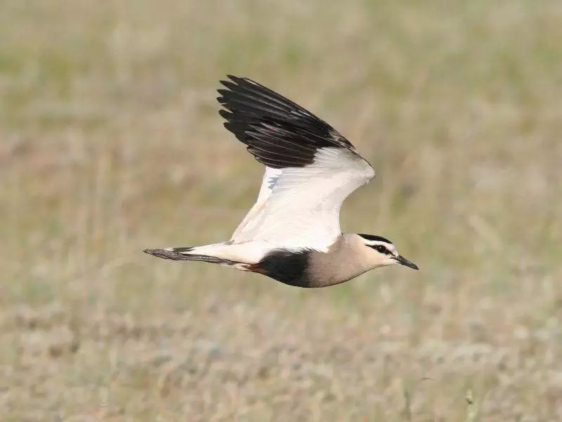 Mifandraika amin'ny fiarovana ny lapwing, ny toeram-pialofana manokana dia namboarina tamin'ny toerana fanangonana vorona, rafitra fiarovana mafy no nalamina nandritra ny famokarana azy ireo.