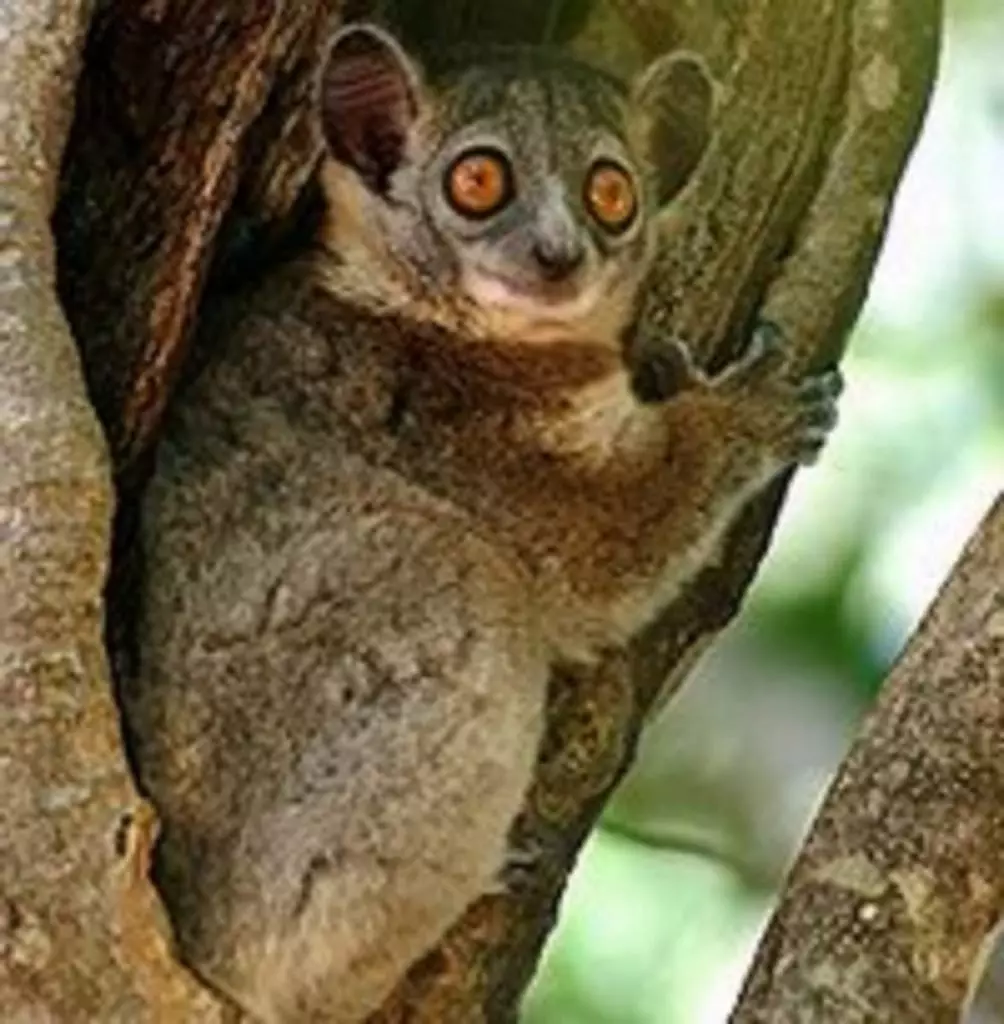 Aanhankelijke maki (Lepilemur mustelinus).