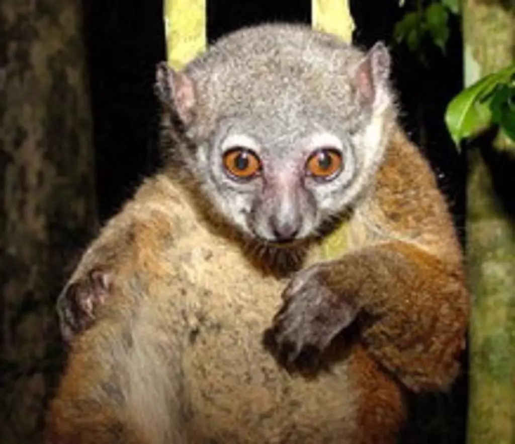 Lemurs -ka caashaqa leh waa noocyada kaliya ee ka mid ah hiddaha lemurs ee nimcada leh.