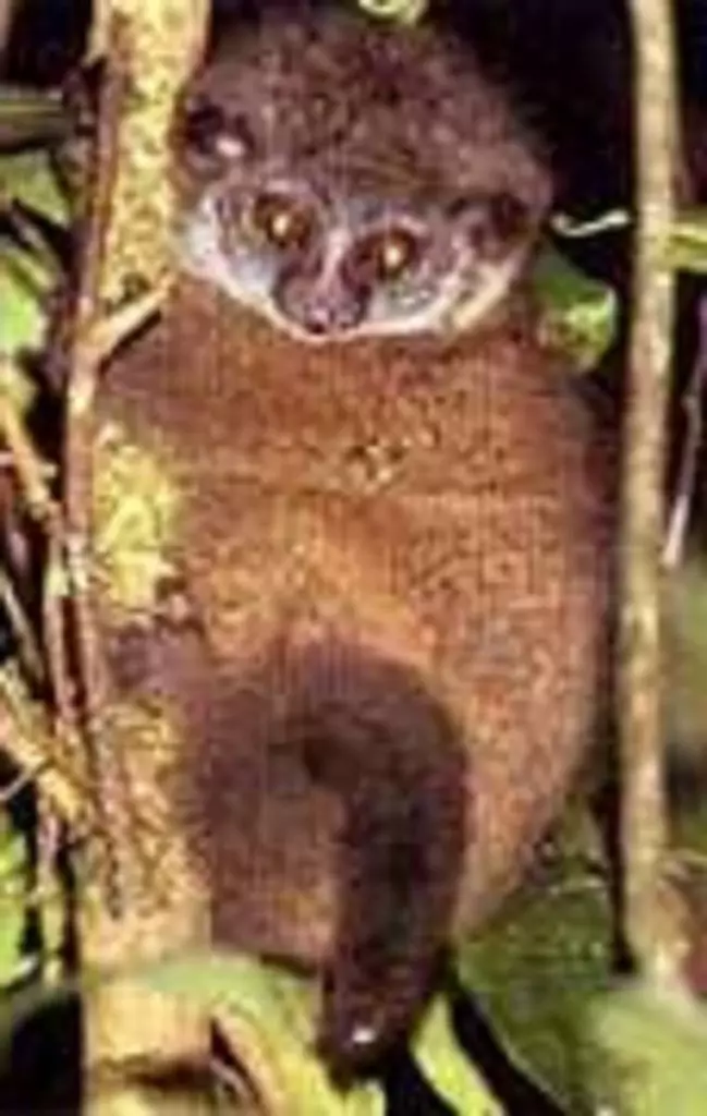 Ing kebon zoologis, lemur sing seneng kebebasan arang banget disimpen lan ora berkembang.