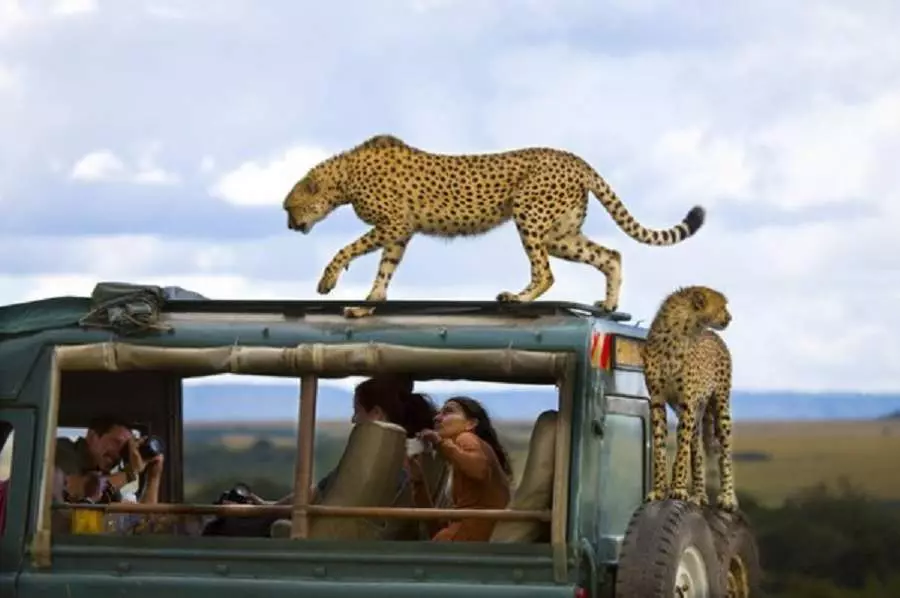 Di taman safari Kenya Masai Mara, haiwan tidak takut kepada orang dan dengan senang hati