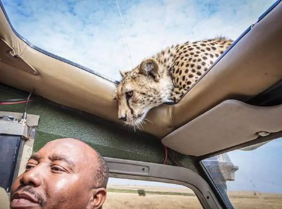 Touris yo te perplexed pa Ospitalite a nan bèt yo Masai Mara.