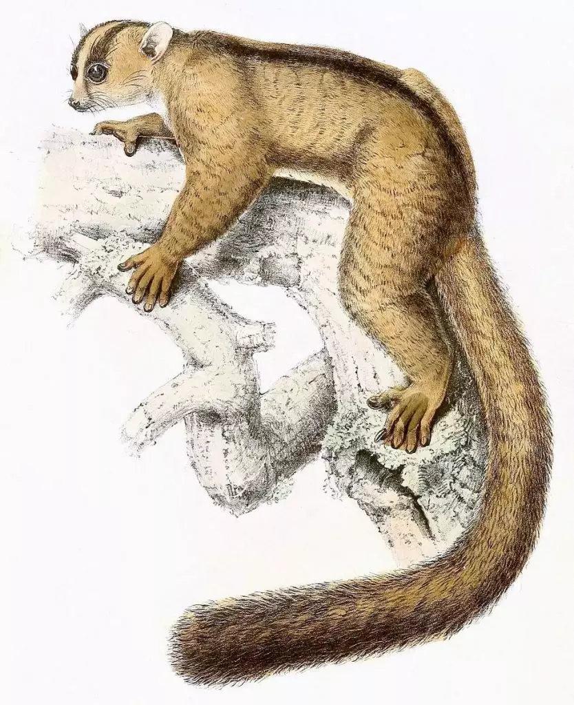 Gaffelstripet lemur (Phaner furcifer).