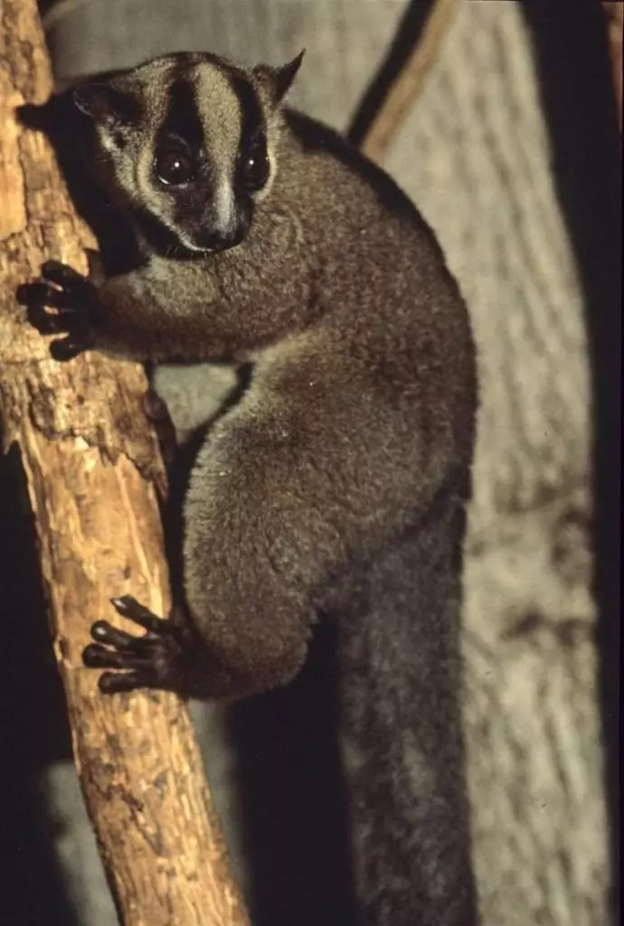 Gaffelstripede lemurer er innbyggere i skogsområder, så vel som landskap som for eksempel savanner.