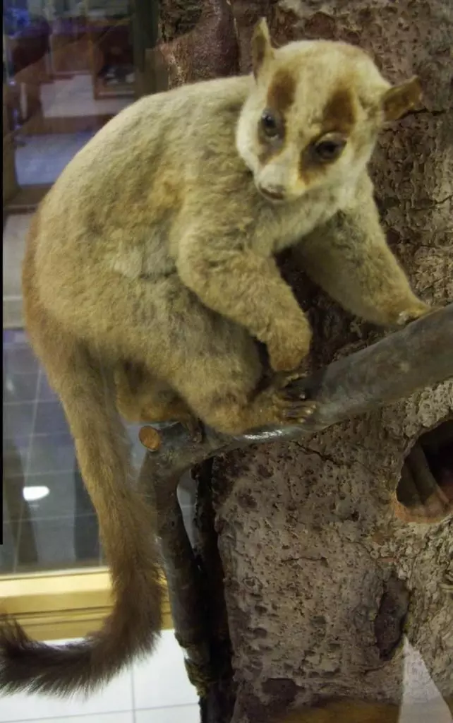 Slekten Lemurs forked - Phaner inkluderer opptil 4 arter; Det kan imidlertid være monotypisk.