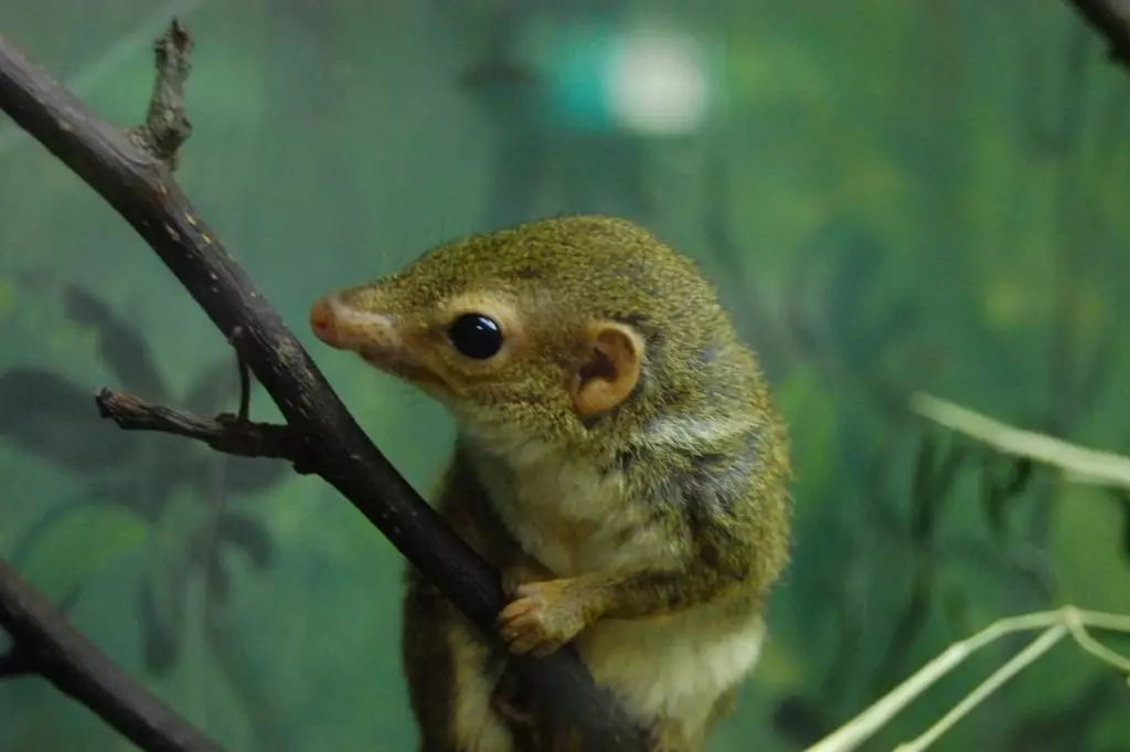 Tupai de cola de plumas: animales inusuales con una pluma en la cola