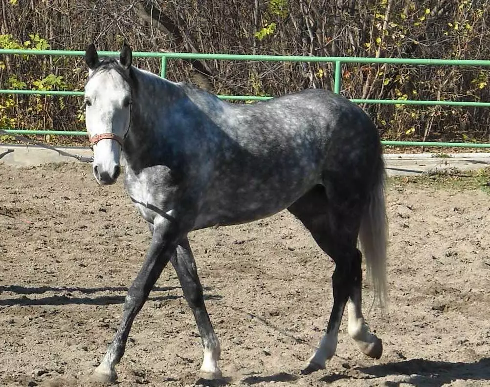 El trotón Oryol es el orgullo y la gloria de la cría de caballos rusos.