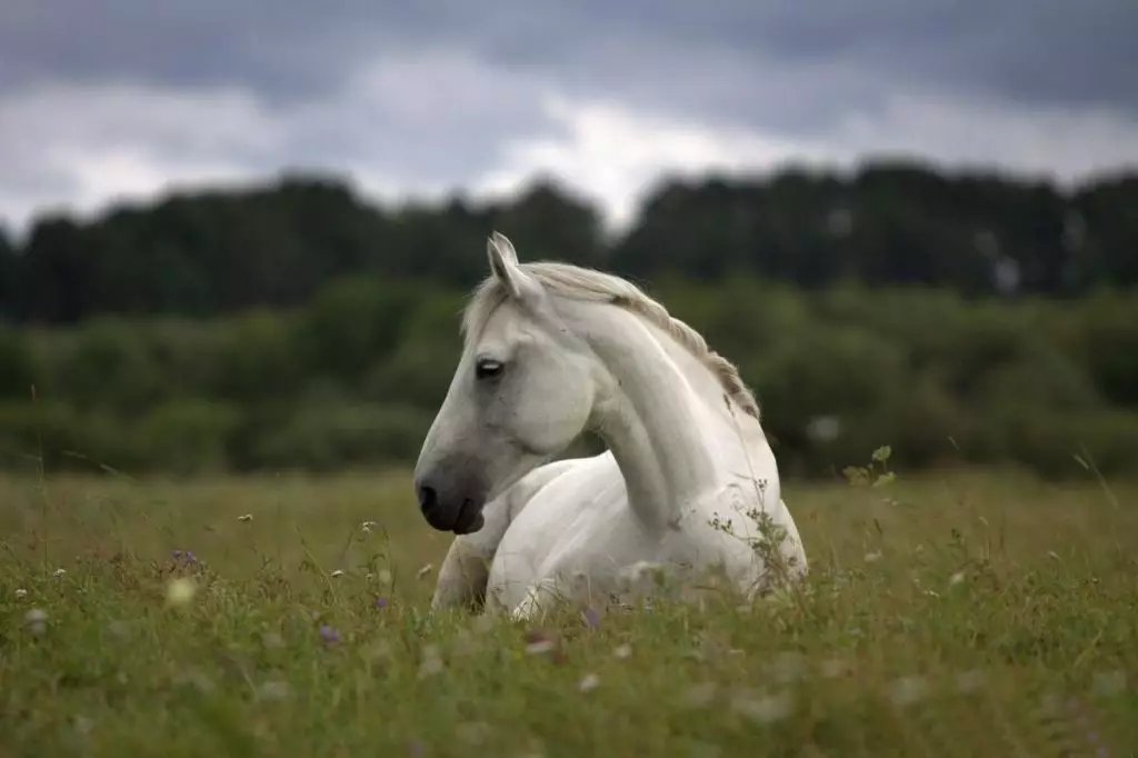 Os cabalos Orlov, na súa maior parte, teñen unha cor gris.