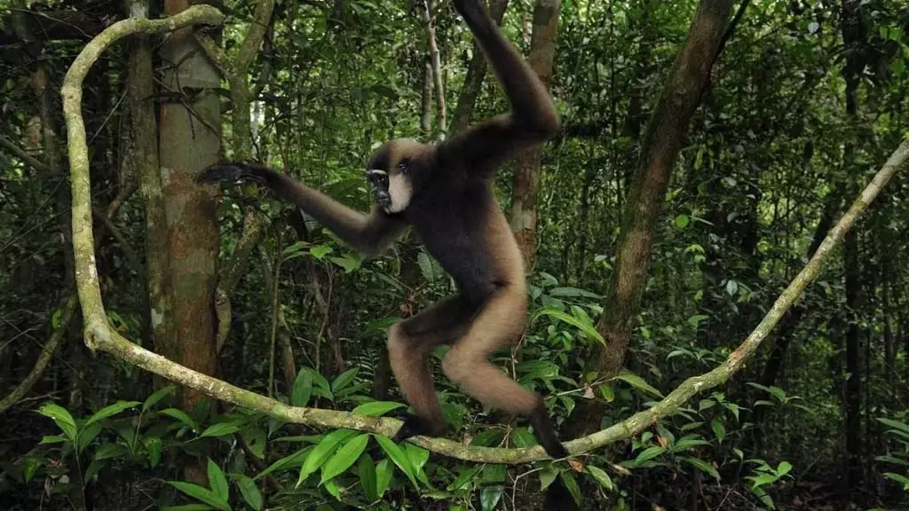 Sacara alamiah, aya 2 subspesies gibbons pakarang hideung: gunung sareng dataran.