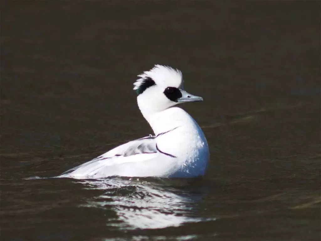 Tepinėlis (Mergellus albellus).