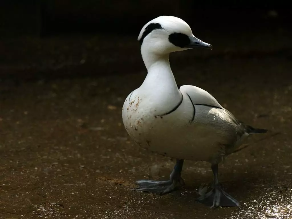 Manuk kasebut nyilem kanthi apik, lan uga nglangi nganggo buntute.