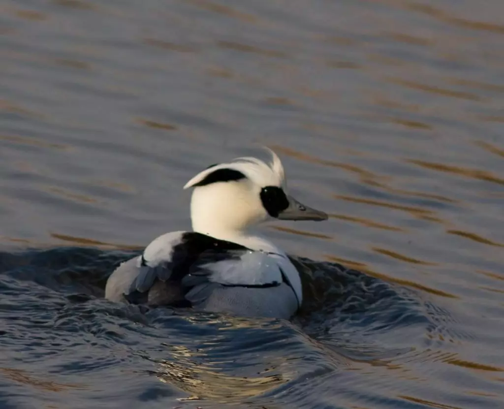 Jaunų jauniklių, patelių ir patinų spalva beveik tokia pati prieš pirmąjį lydymąsi.