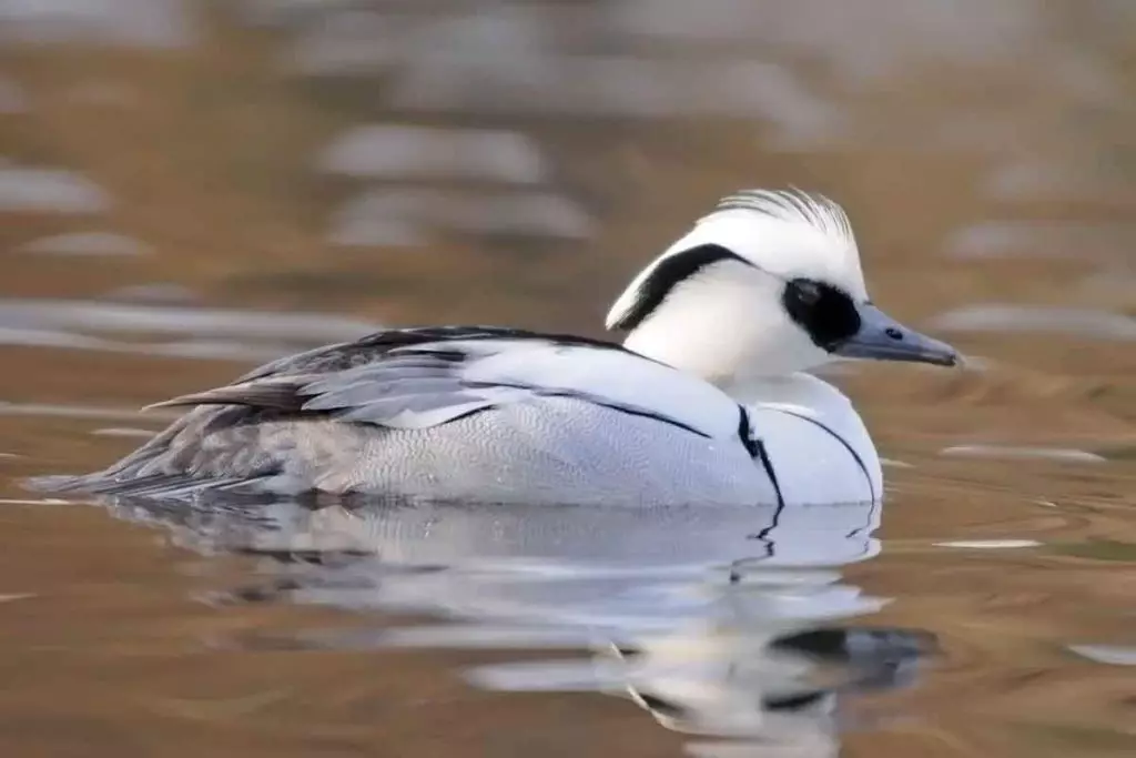 Lutka medžių duobes prie vandens telkinių renkasi kaip lizdus.