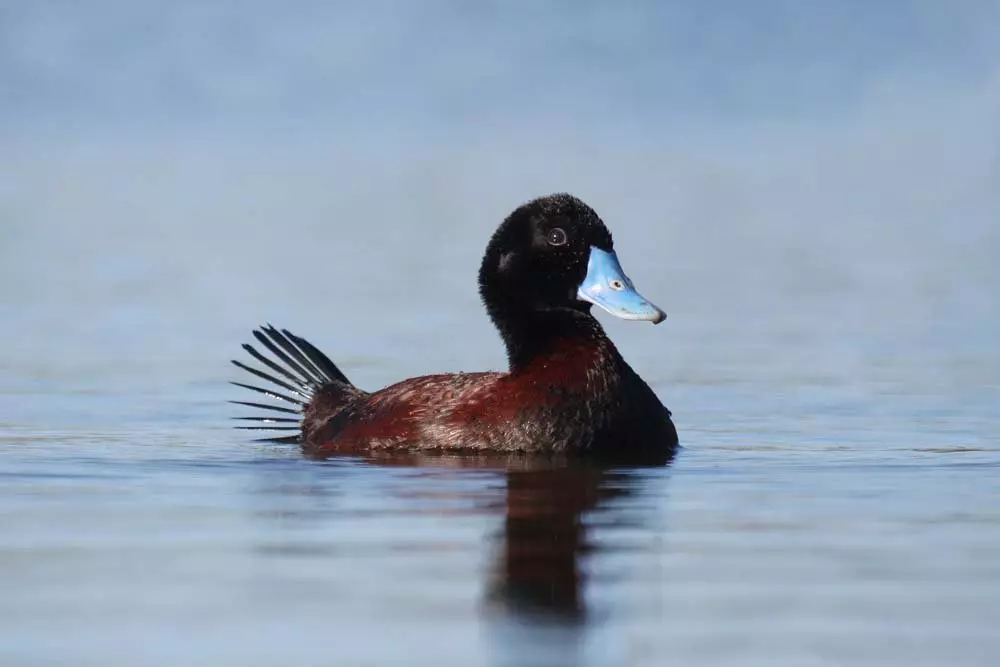 Australische Ent (Ohyura australis)