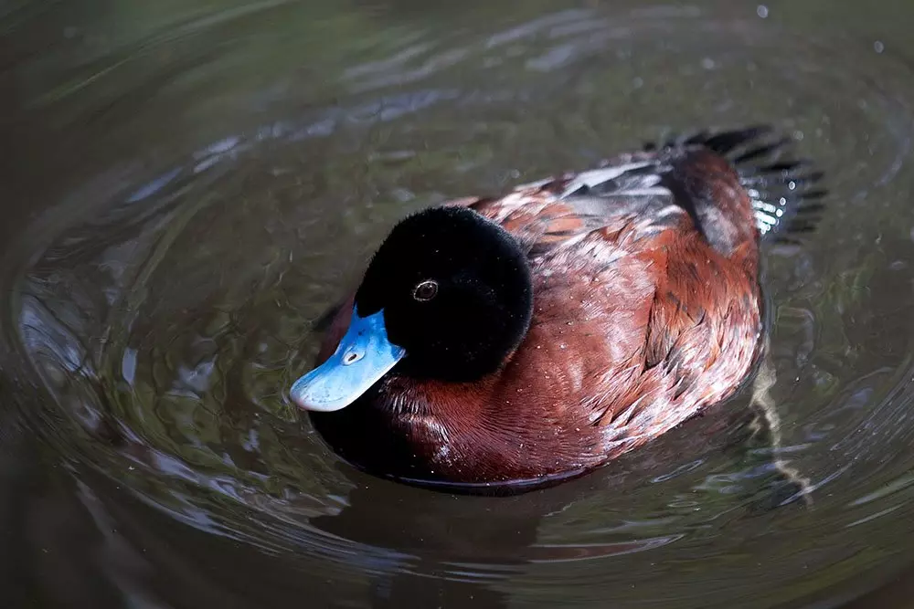 Ana samun duck na Ostiraliya a cikin ruwa mai ruwa da ruwa mai zurfi