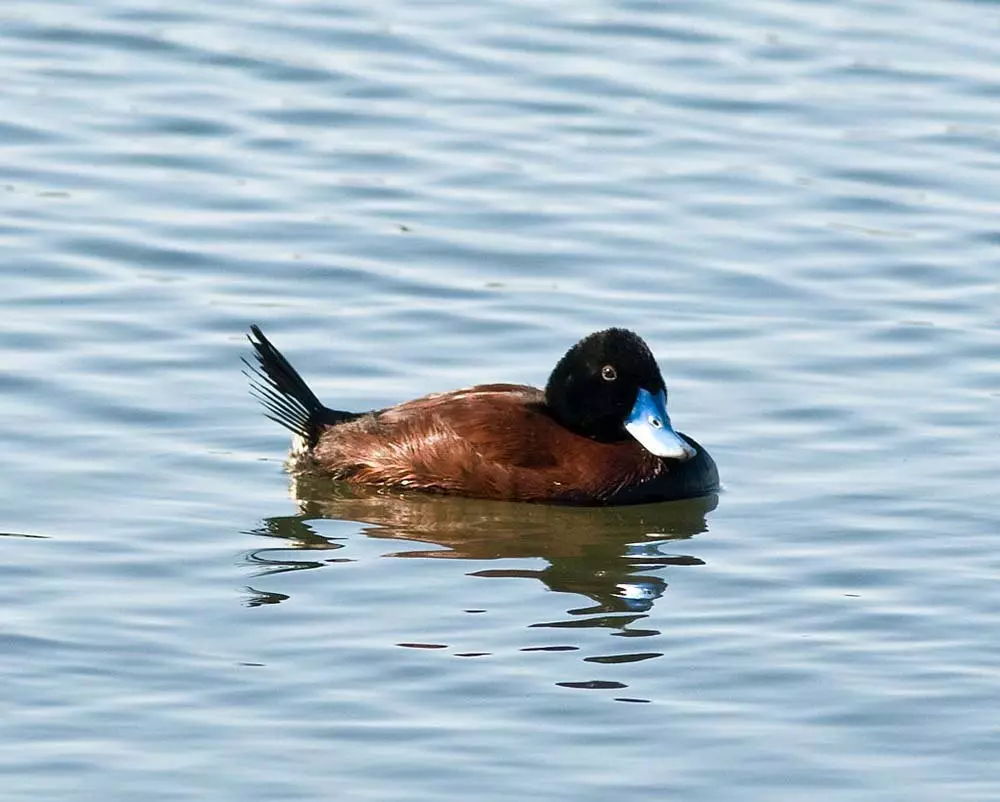 Den Australian Duck ass erstaunlech agil