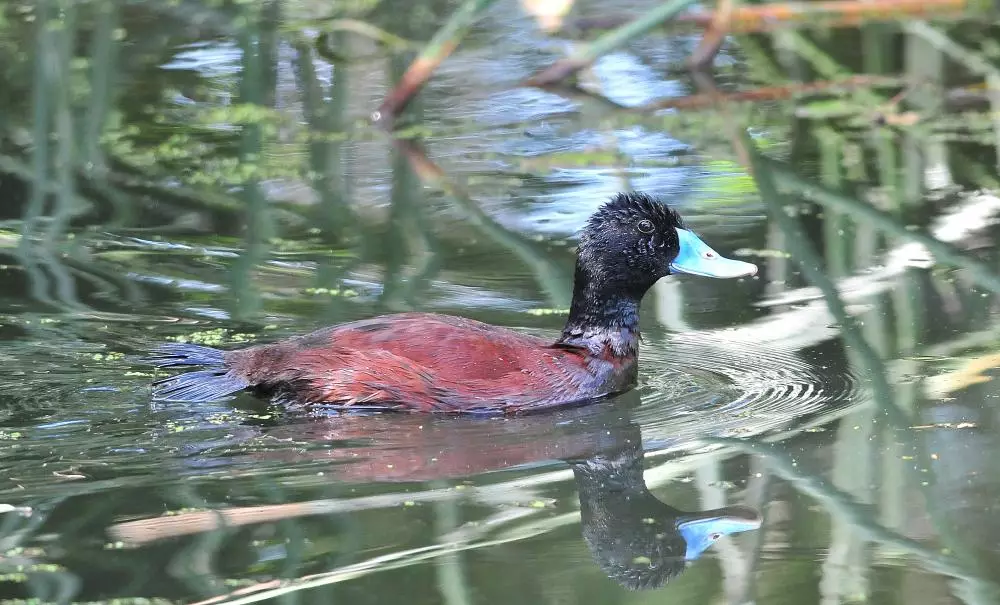 Enten nestéieren léiwer isoléiert