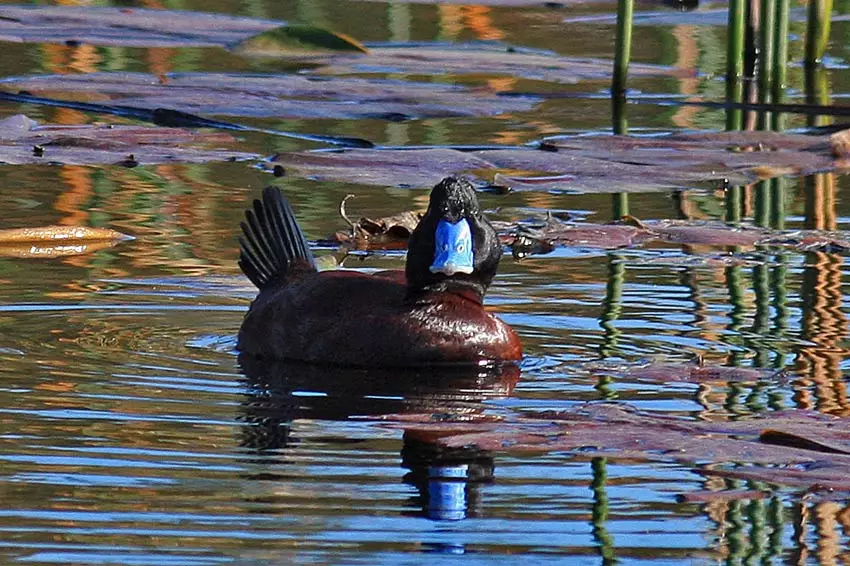 Duck na Australiya wani nau'in ne tare da ƙaramin adadi