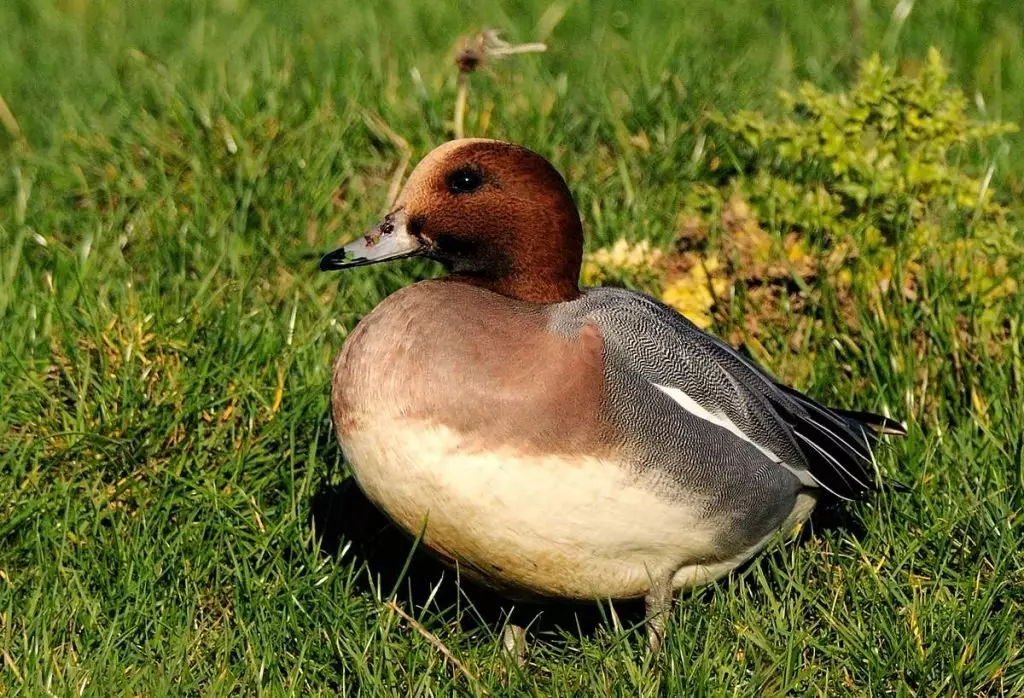 イギリス諸島の少数の個体群を除いて、ほとんどどこでも渡り鳥。