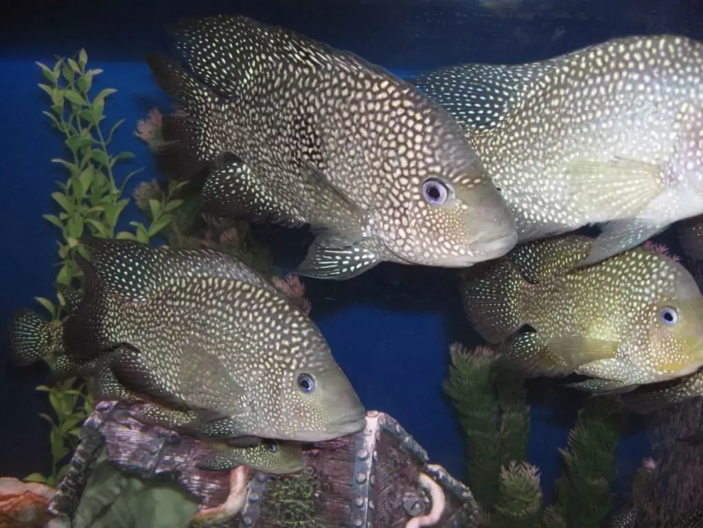 在水族館的玻璃後面，這條魚的大小很少超過十五厘米。