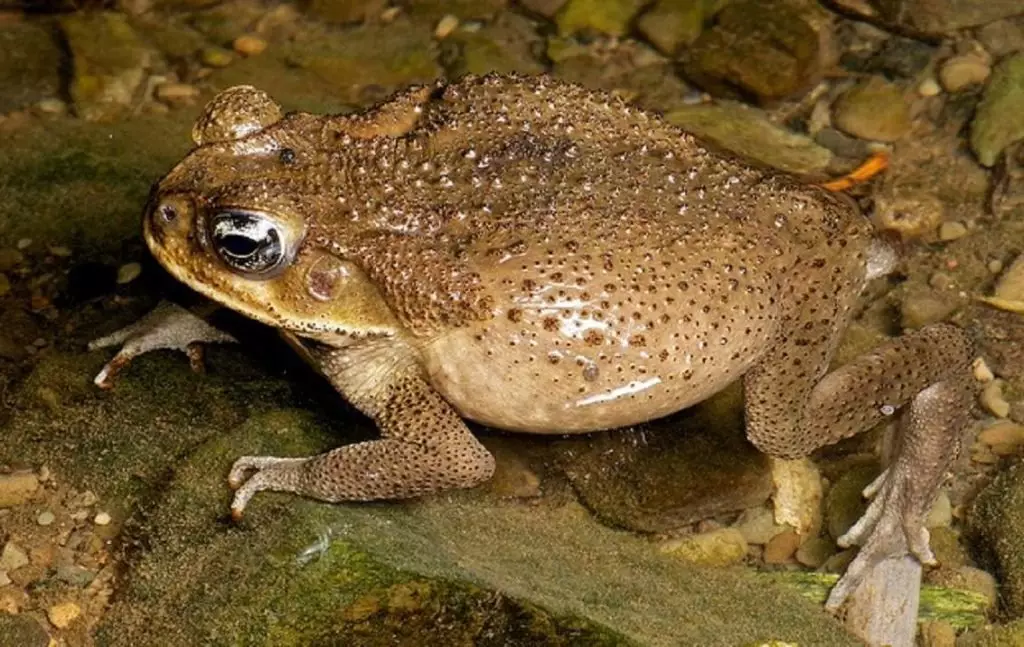 Toad aha (Bufo marinus).