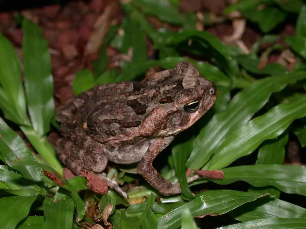 Yep adalah katak kedua terbesar di dunia.