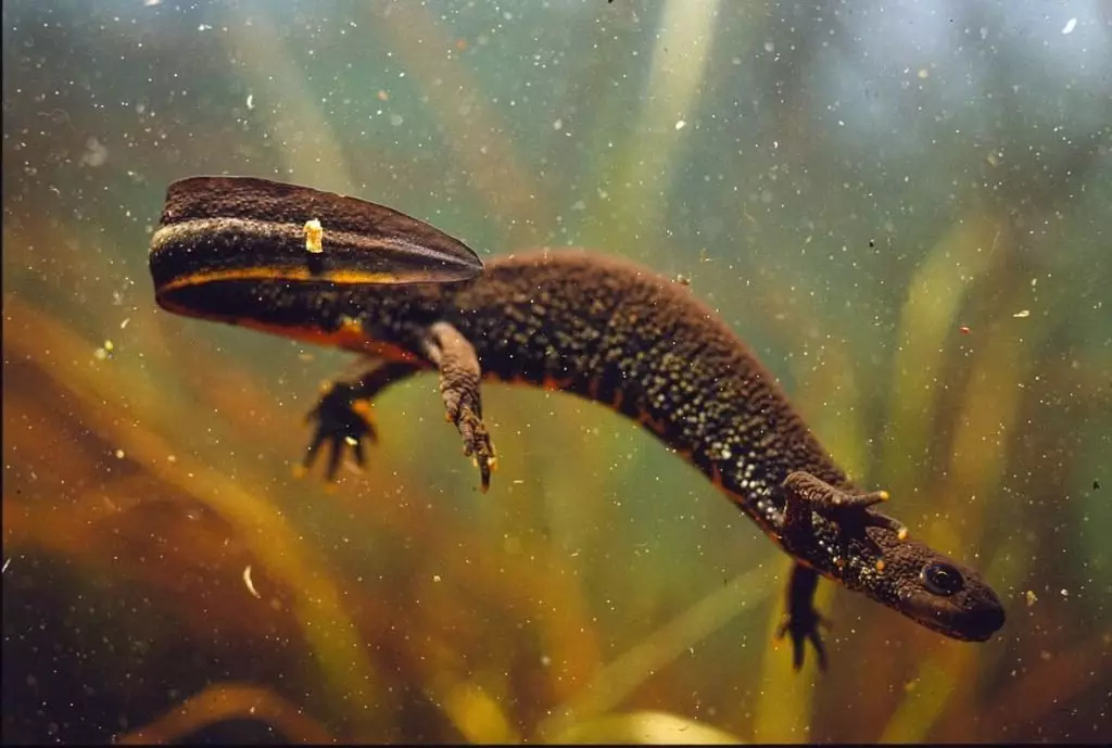 Crested Newt (Triturus cristatus).