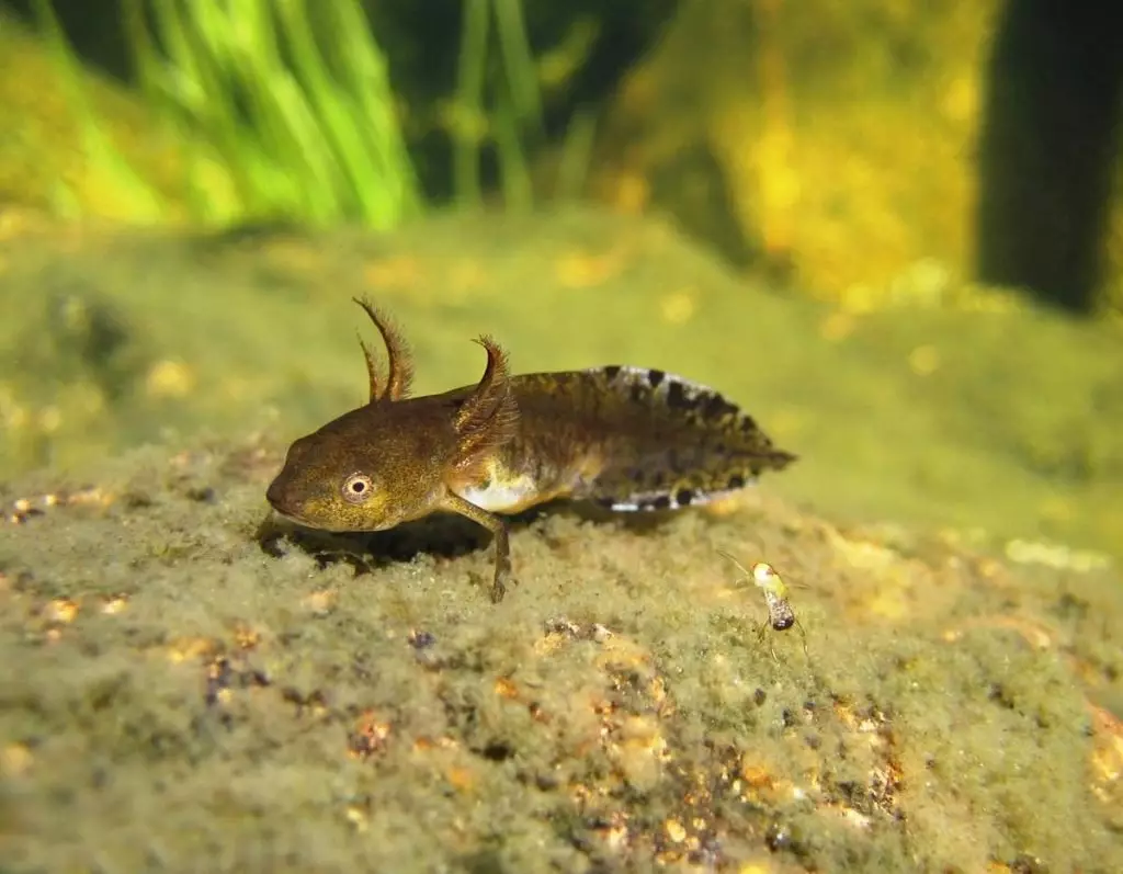 Crested newts kan producera tysta ljud - knarr, pip och tråkig visselpipa.