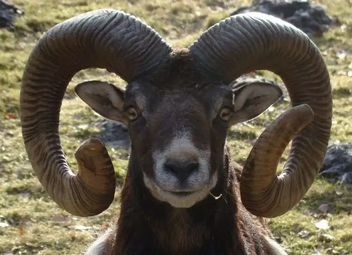 Tanduk mouflon yang megah adalah ciri khasnya.