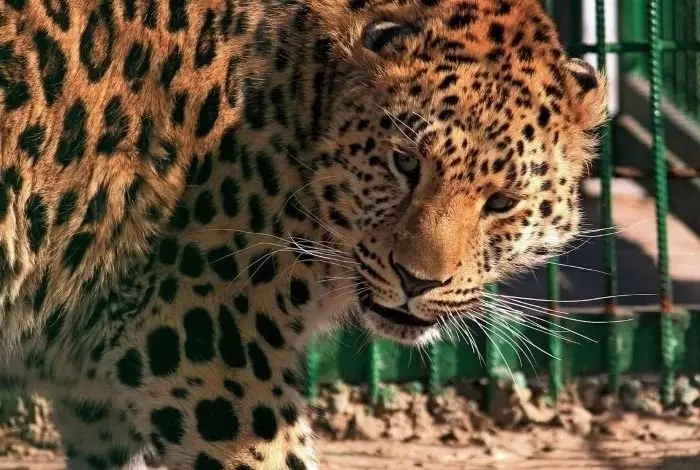 Ang giila sa Far Eastern leopard nga si Elisey mao ra ang mga trabahante sa zoo.