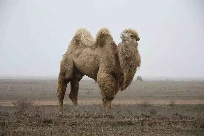 Бактрийн тэмээ бол байгалийн жинхэнэ гайхамшиг юм.