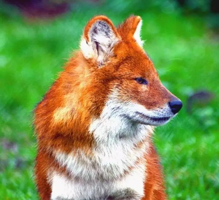 Rdeči volk je žival, za katero skoraj nihče ne ve.
