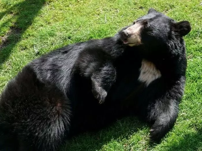 Himalajski medvjed je manji brat mrkog medvjeda.