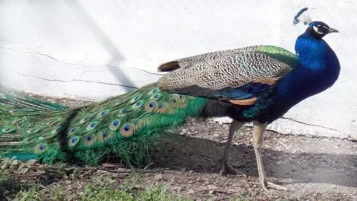 Ang isang zoo ay hindi isang zoo kung walang peacock dito.