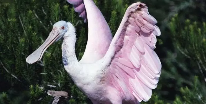Roza pelikani so verjetno namerno izgubili pot do okrasitve rezervata Barnaul.