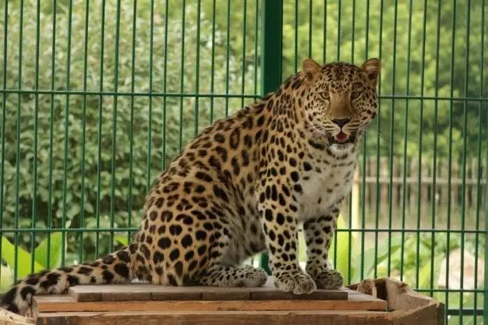 Ang Far Eastern leopard ay isang himala ng feline evolution.