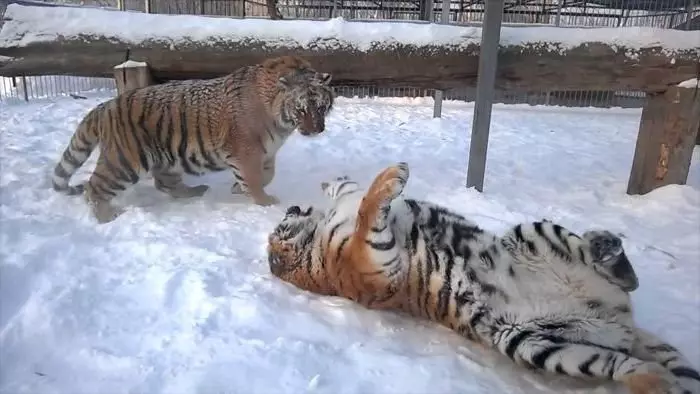 Pertemuan harimau Amur di Kebun Binatang Barnaul.