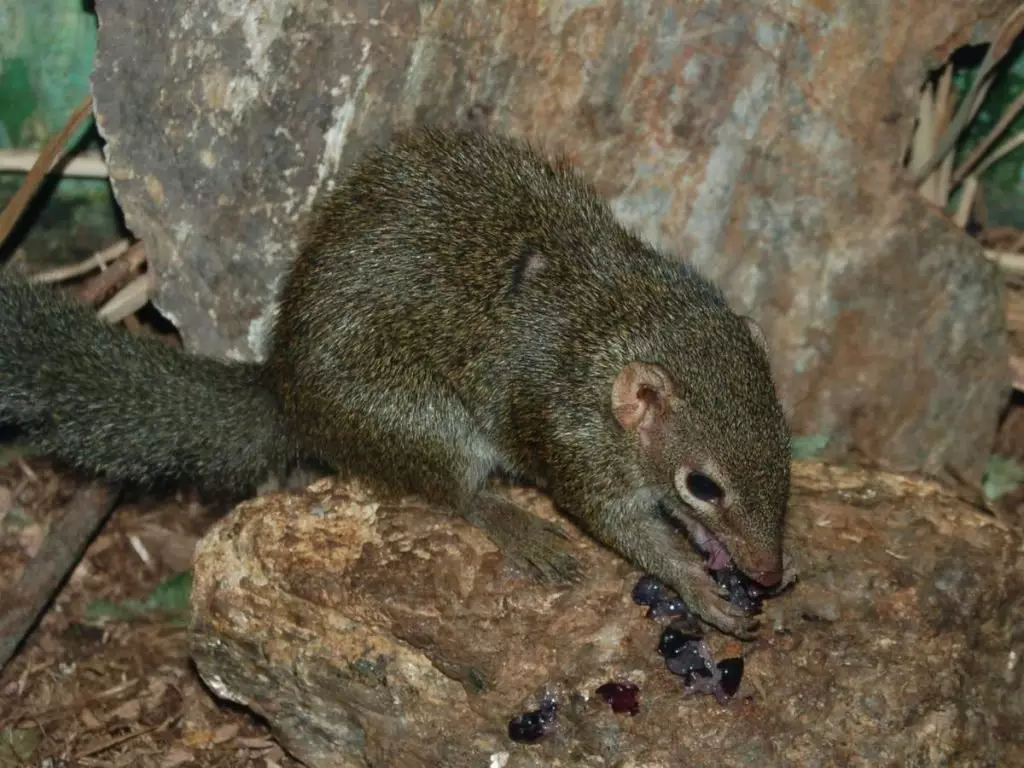 Tupaya e zakonshme (Tupaia glis).