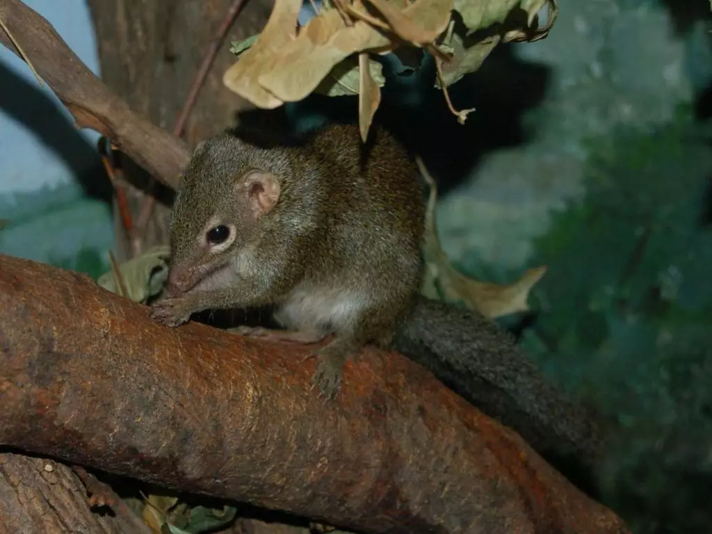 Os tupayas están estendidos en bosques tropicais e montañas a unha altitude de 3000 m sobre o nivel do mar.