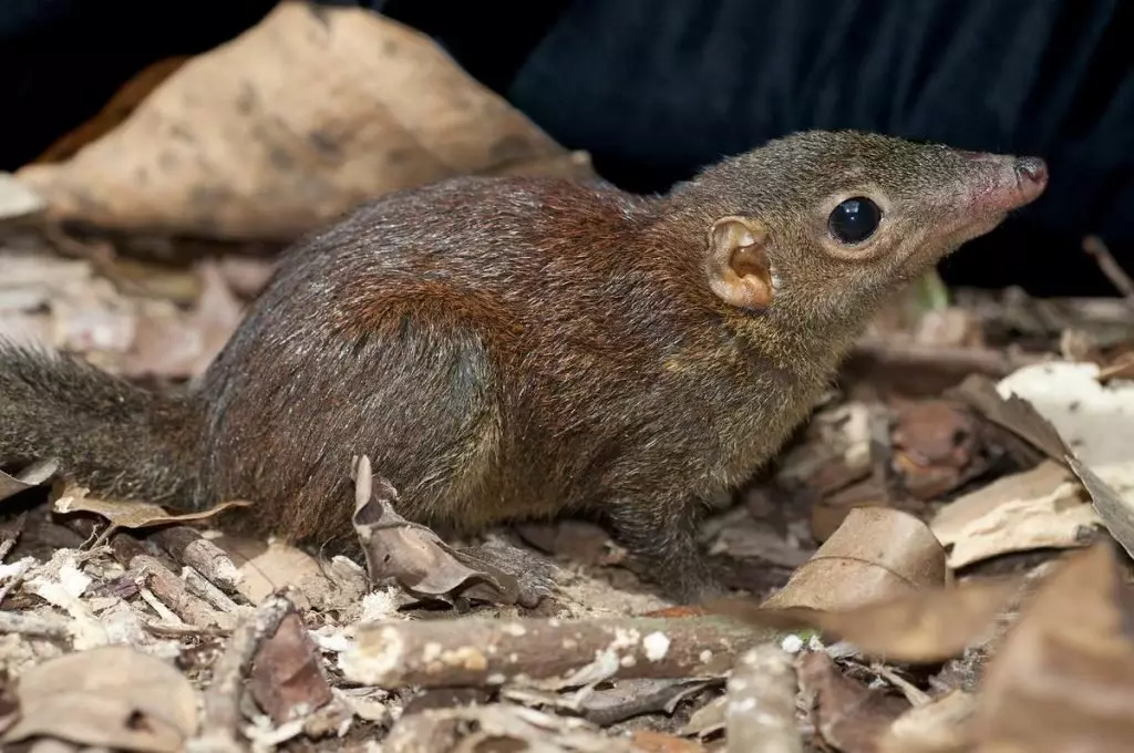 A base da dieta do tupaya común está formada por froitos e insectos, ocasionalmente pequenos vertebrados.