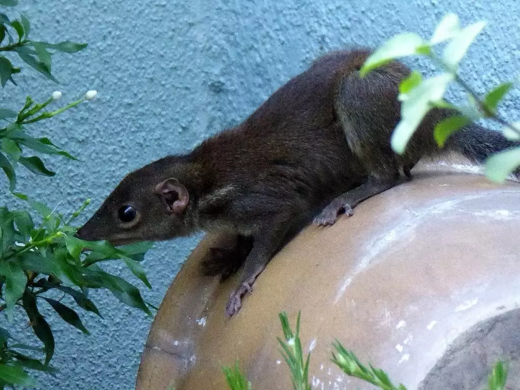 Parelles de raça tupai comuna durant tot l’any.