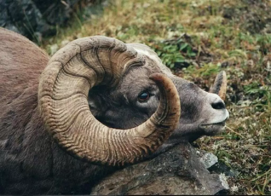 Iigusha zeBighorn (Ovis nivicola).