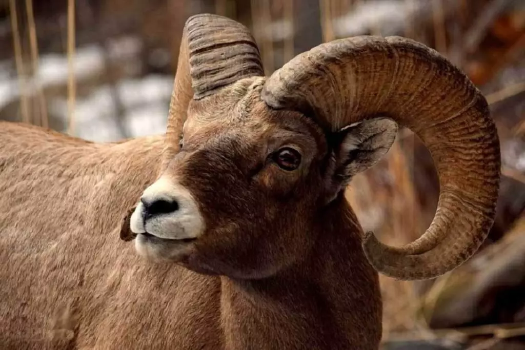 Bighorn Schof fidderen haaptsächlech mat Kraiderplanzen, Flechten a Champignonen.