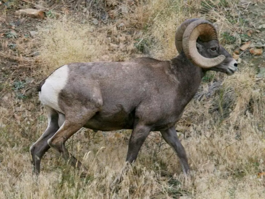 Það hefur verið tekið eftir því að stofni bighorn sauðfjár fer vaxandi með hverju árinu.