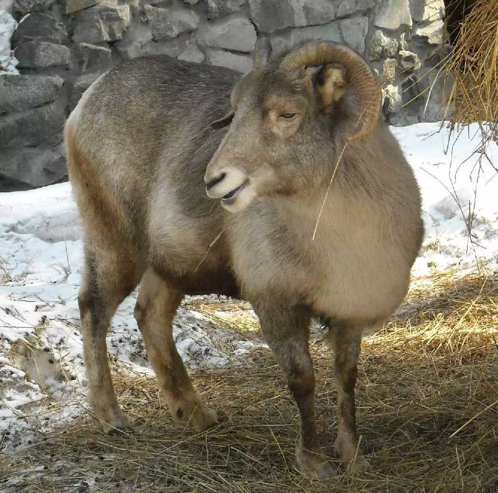 Stór rándýr og veiðimenn stuðla að því að fækka búsvæðum bighorn sauðkinda.