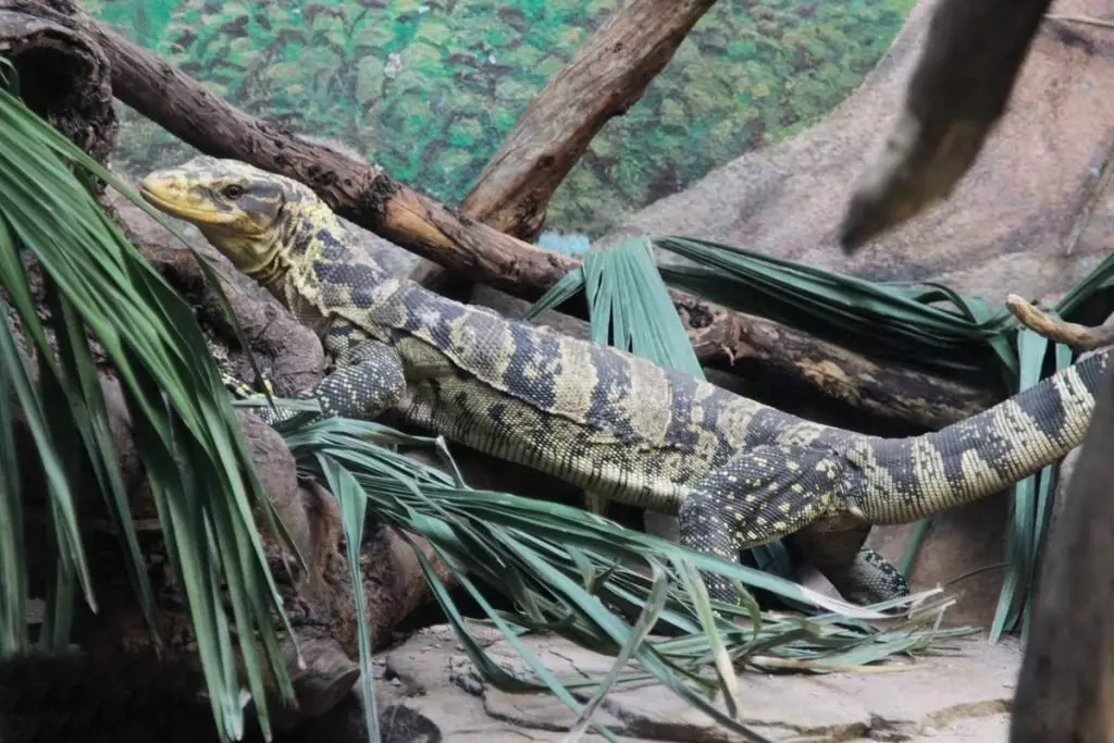 A cor e o padrão do lagarto monitor são dominados pelas cores amarela e preta.