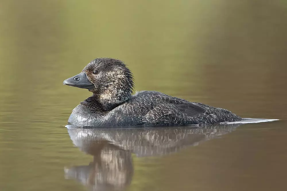 Lobe duck (Biziura lobata) - အမျိုးသမီး
