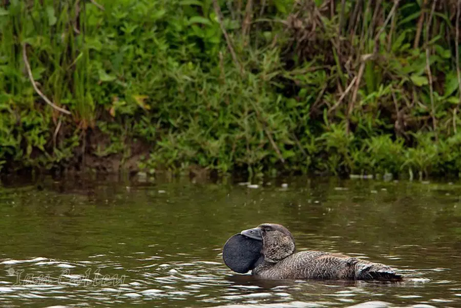 Лопатеві качки воліють болота і озера з прісною водою